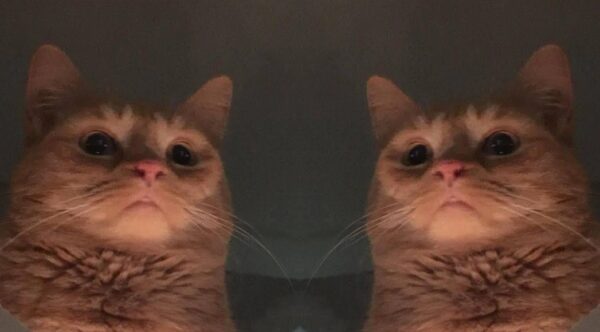 Top 20 Funny Zoom Backgrounds to Spice Up Your Calls